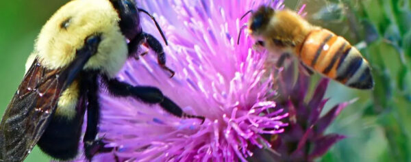 Abeilles & Environnement - Comment favoriser le développement des ...