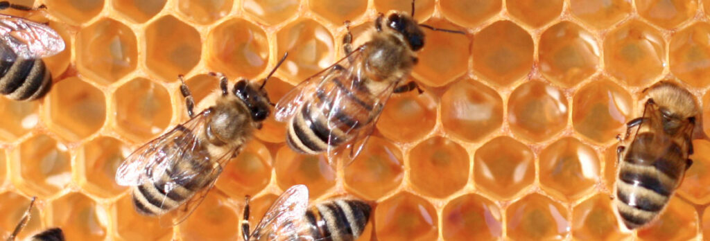 Abeilles & Environnement - La pénurie de miel en France en 2024 : une ...